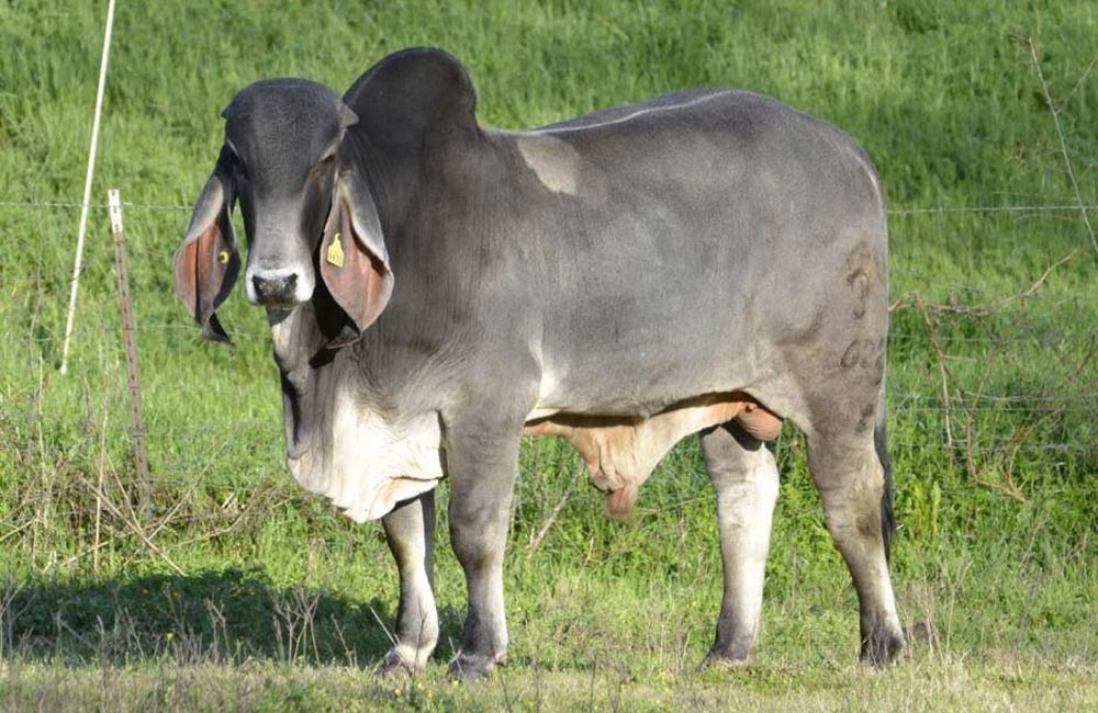 Indu Brasil Cattle « Butler Farms – Home of Great Cebu and Angus Cattle